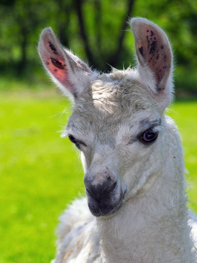 Llama stock image. Image of full, camelidae, male, domestic - 35618825