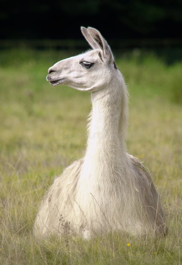 White Llama Resting in the Autumn Grass Stock Image - Image of ...
