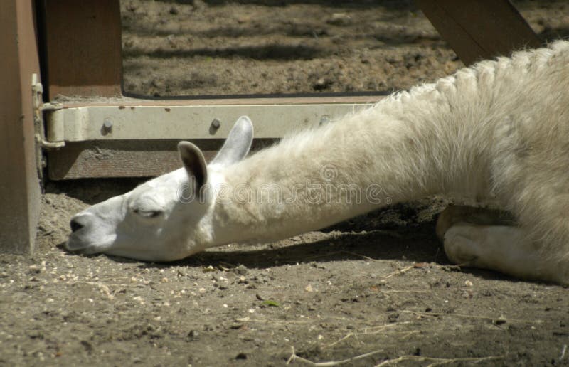 Llama Sleeping Stock Photos - Free & Royalty-Free Stock Photos from ...