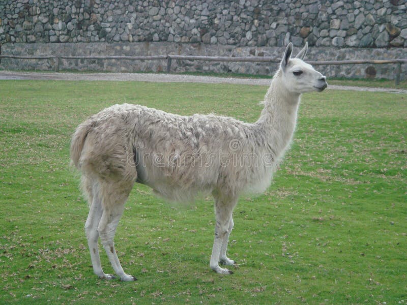 White Llama Standing on the Meadow Stock Photo - Image of profile ...