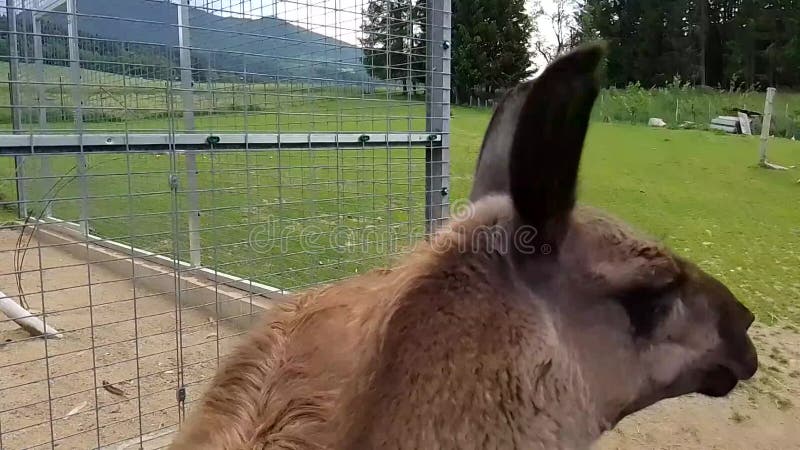 White Llama Stands by the Fence and Nibbles in the Eco Stall Stock ...