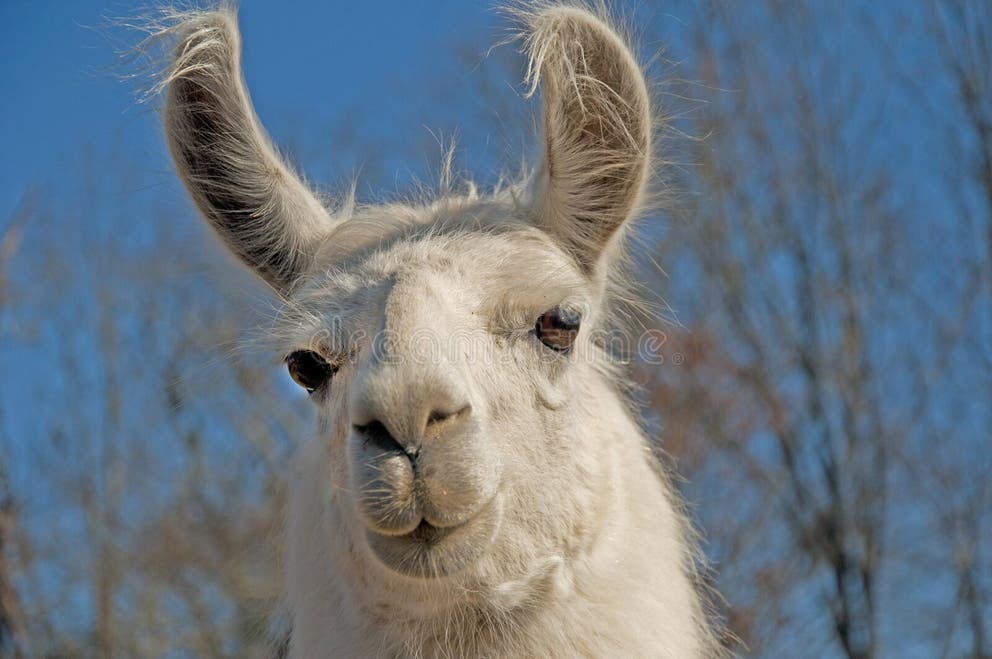 White Llama Staring at the Camera. Stock Photo - Image of fluffy, hairy ...