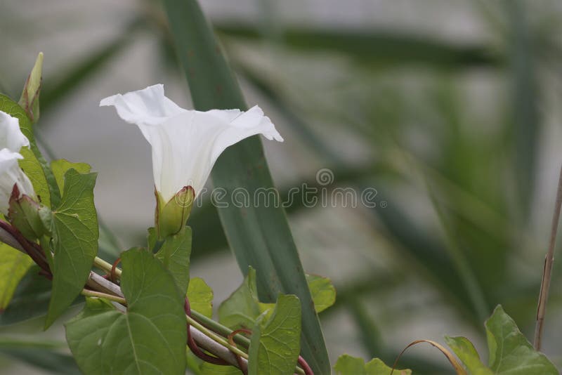 White loach flower stock photo. Image of nature, design - 237672780