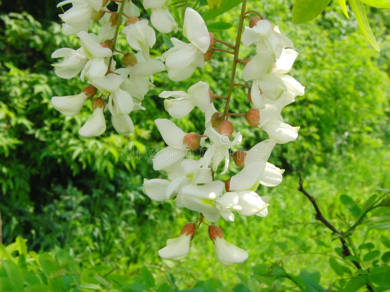 White locust flower stock photo. Image of mystical, spring - 51029812