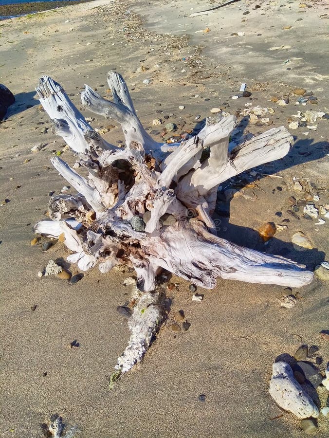 White Log with Branches Pattern on the Sand. Stock Photo - Image of ...