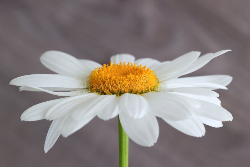 Lonely daisy on the meadow stock image. Image of soft - 38120941