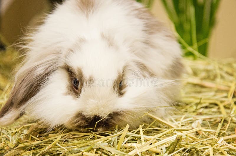White with Long Hair Rabbit Stock Photo - Image of bunny, walls: 86086266