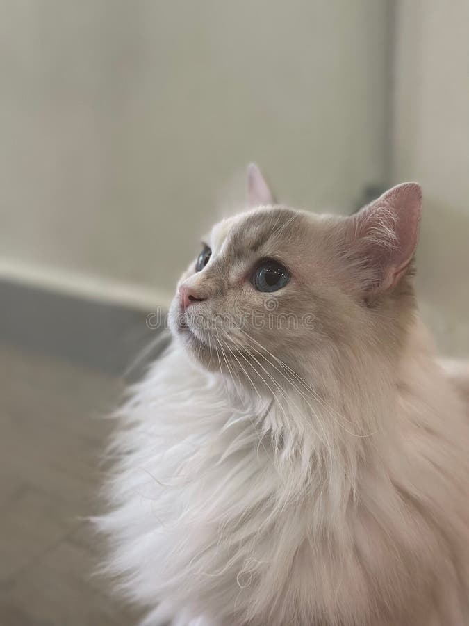 White Long-haired Cat with Beautiful Blue Eyes. Stock Image - Image of ...