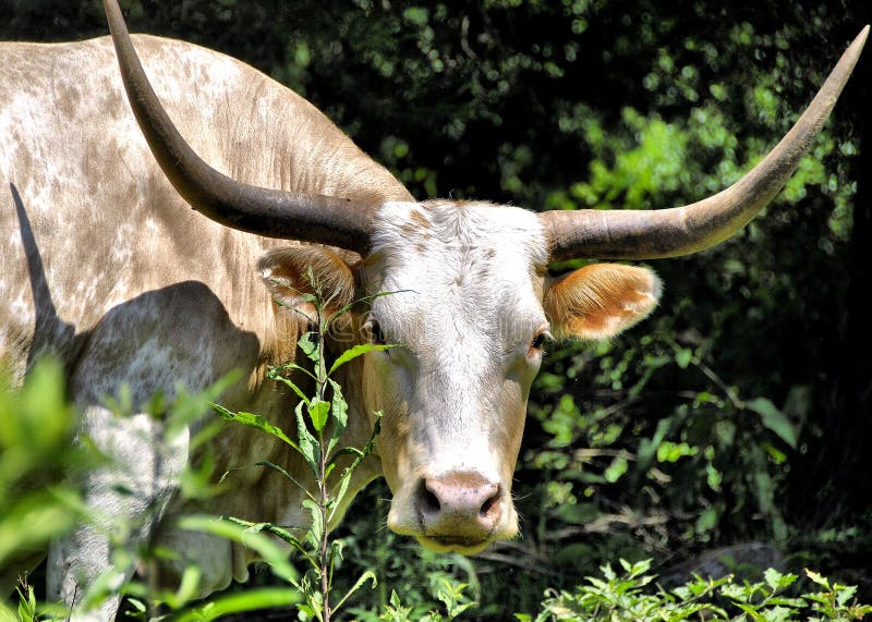 Long and wide horn stock image. Image of steer, bull - 168991079