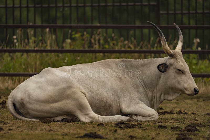 White Long Horn Cow on Dry Grass in Dark Cloudy Day Stock Image - Image ...
