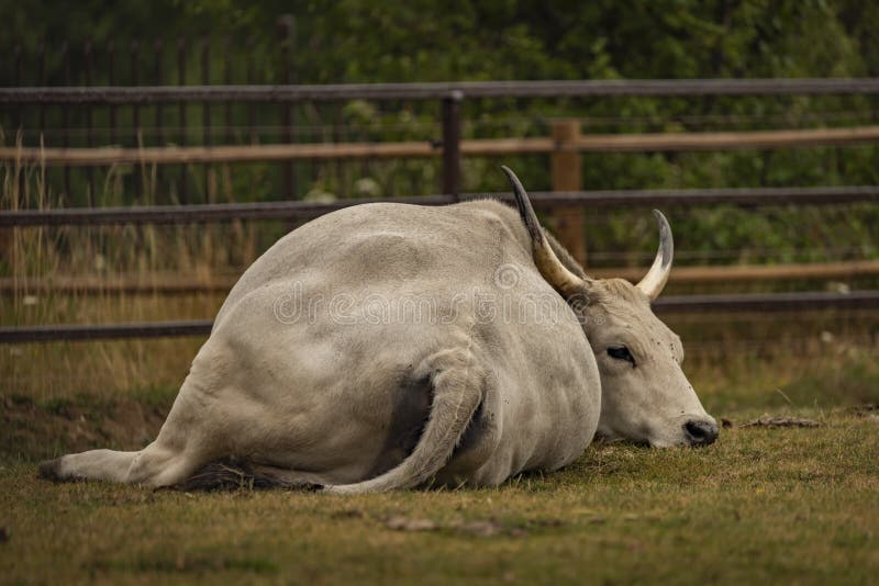 White Long Horn Cow on Dry Grass in Dark Cloudy Day Stock Image - Image ...