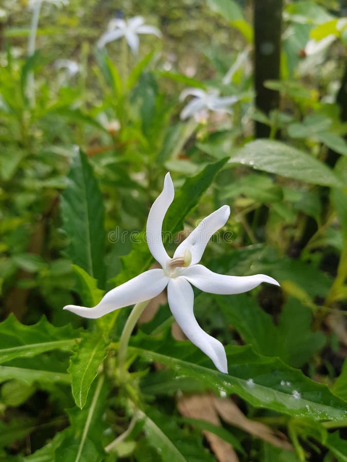 The White Long Kitolod Isotoma Flower Stock Photo - Image of long ...