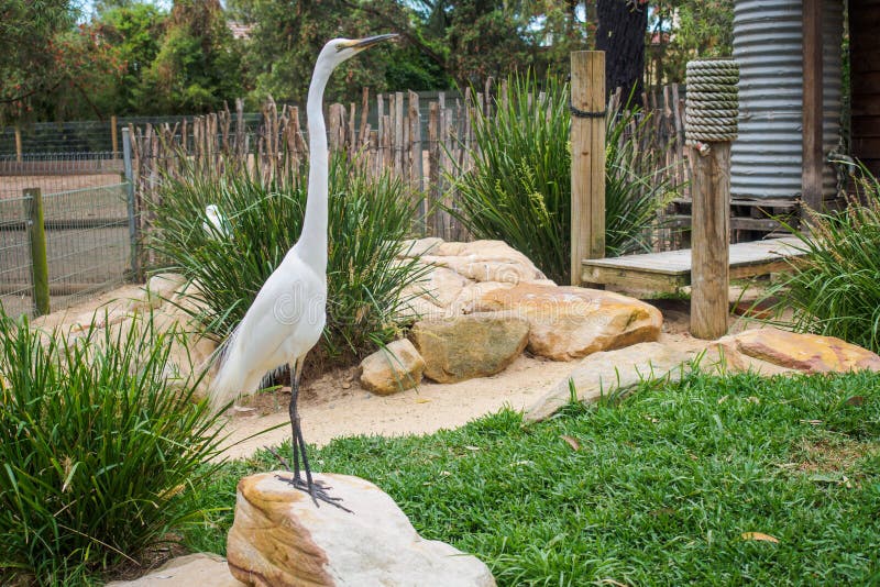 White Bird Long Neck Stock Photos - Download 14,588 Royalty Free Photos