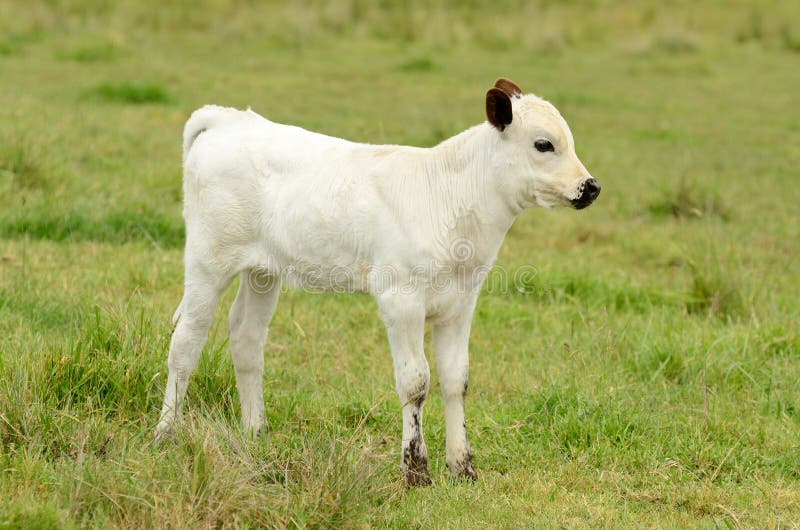 White Longhorn Calf stock image. Image of field, cattle - 22535353