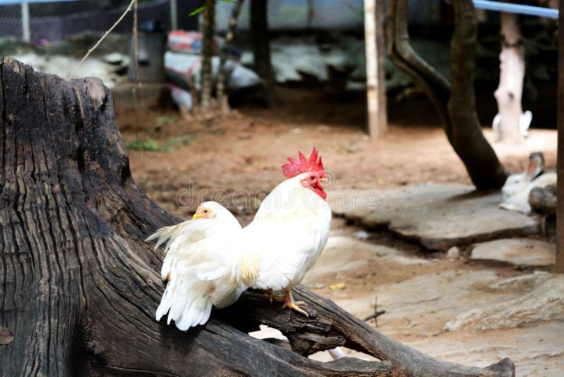 White loose chicken stock image. Image of garden, farming - 79424223