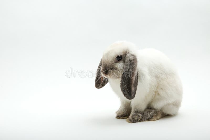 White Lop Bunny on White Background Stock Photo - Image of furry, nice ...