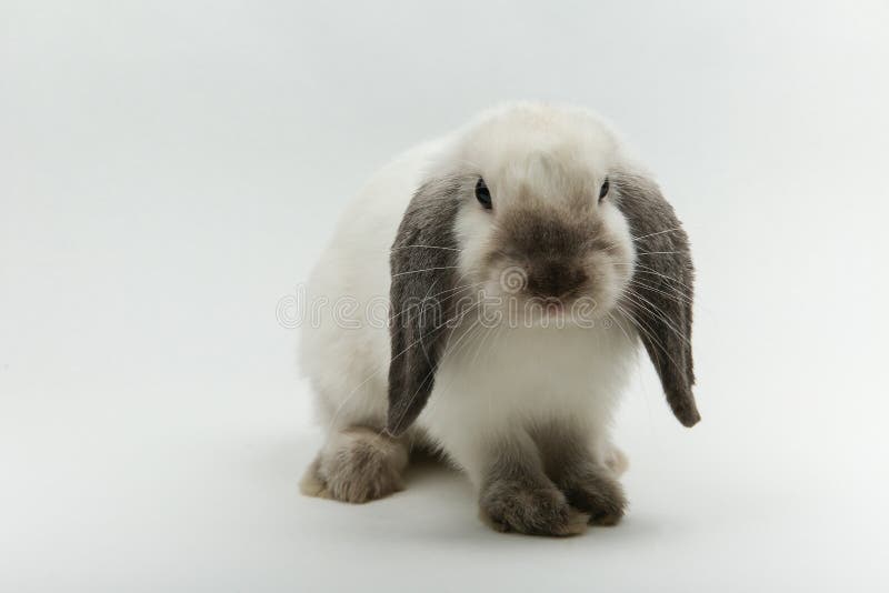 Adorable Lop Eared Bunnies