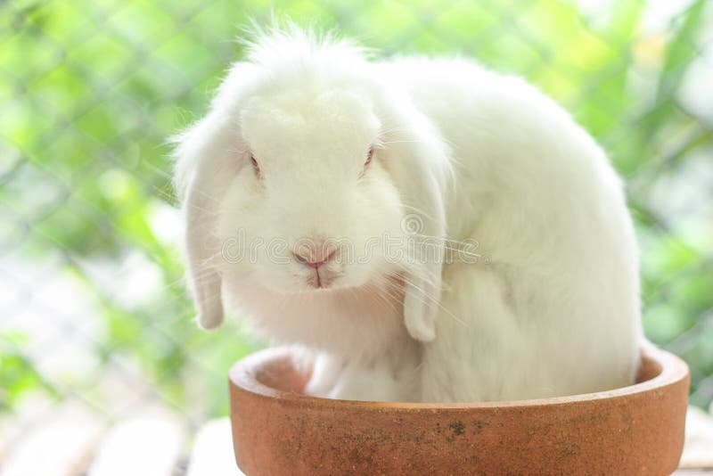 White lop rabbit stock photo. Image of furry, domestic - 38912486