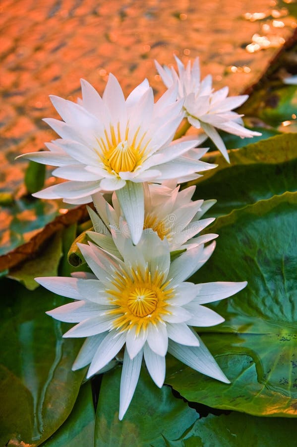 White lotus stock image. Image of lili, nature, pond - 13695227