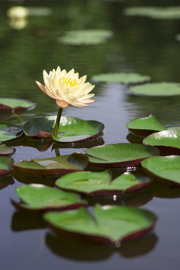 White lotus. stock image. Image of waterlily, environment - 32434483