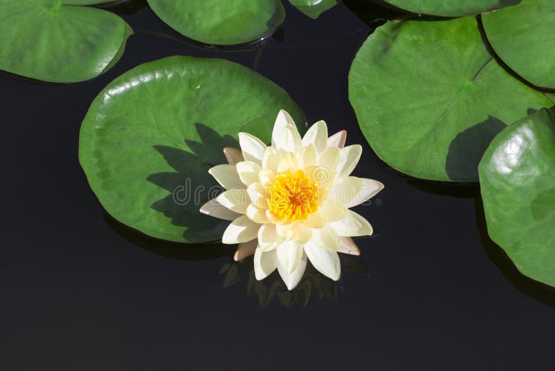 White lotus stock image. Image of lilly, peace, lotus - 26769859
