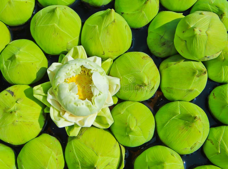 White lotus stock image. Image of petals, pink, love - 27552341