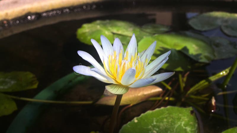 White Lotus stock photo. Image of oriental, stalk, gardens - 71484732