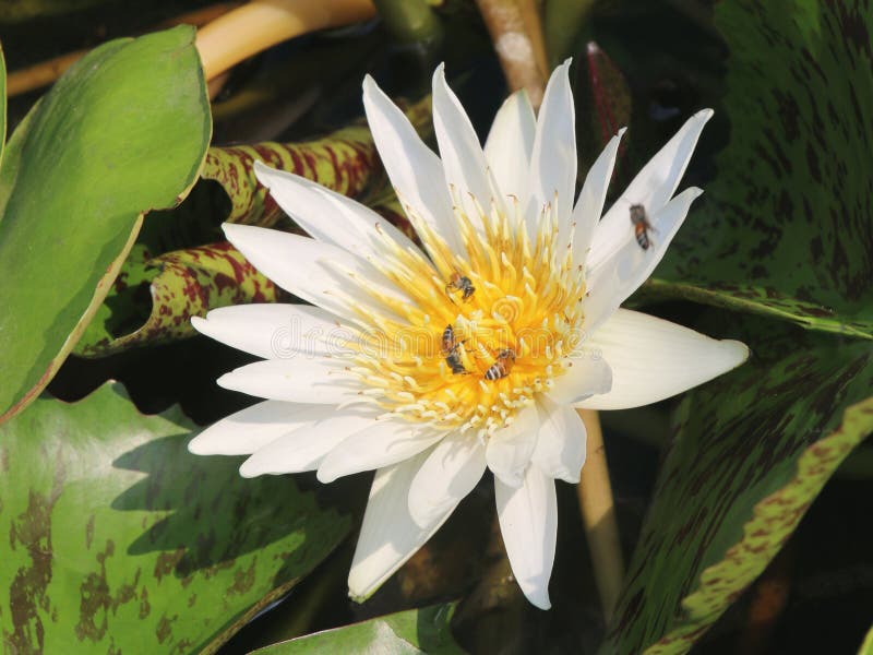 White lotus, bee stock image. Image of lily, close, nature - 72145989