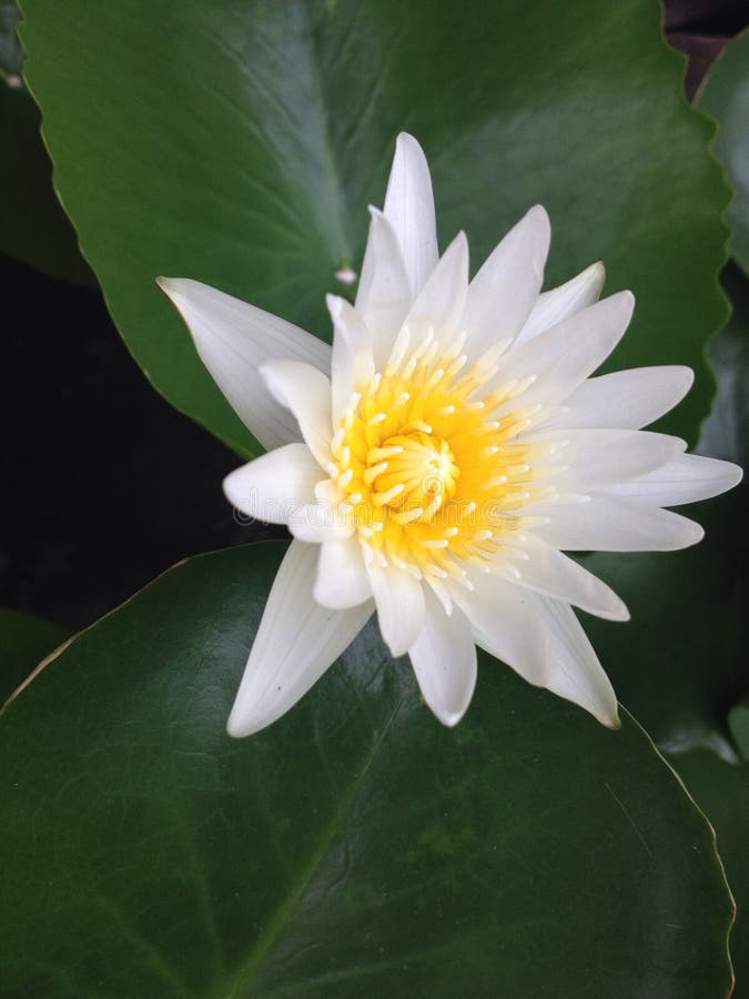 White lotus editorial photo. Image of white, lotus, flora - 42618301