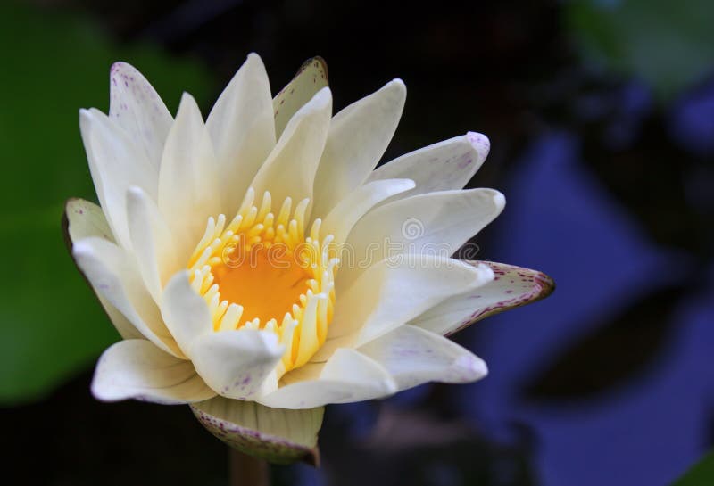White lotus stock image. Image of flora, blossom, garden - 31179177