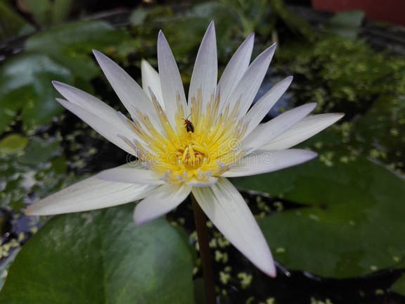 White lotus stock image. Image of nature, lotus, light - 114606885