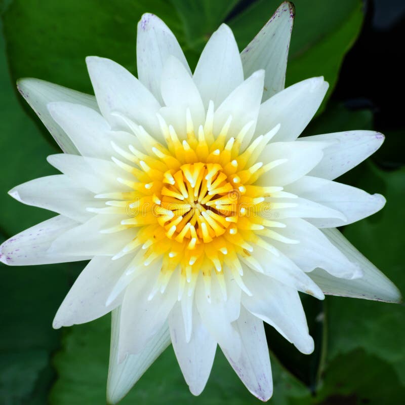White lotus close up stock photo. Image of background - 29275958