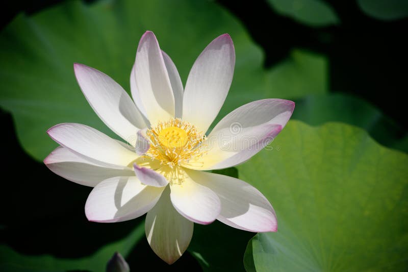 White Lotus stock photo. Image of blossom, purity, lily - 31662088