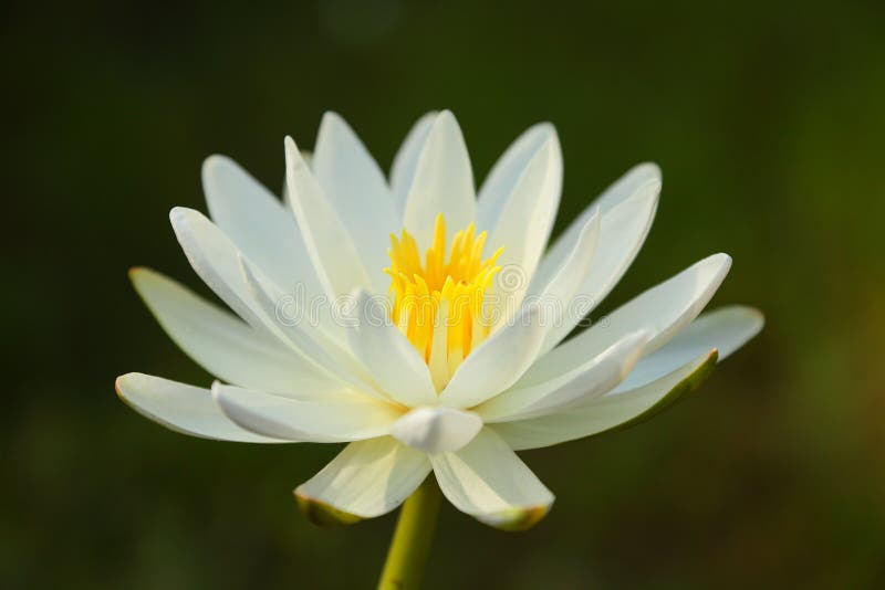 White Lotus stock image. Image of leaf, blooming, water - 49381929
