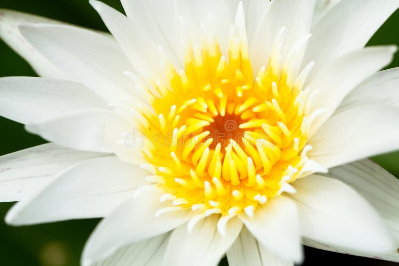 White lotus stock image. Image of decoration, tropical - 31844025