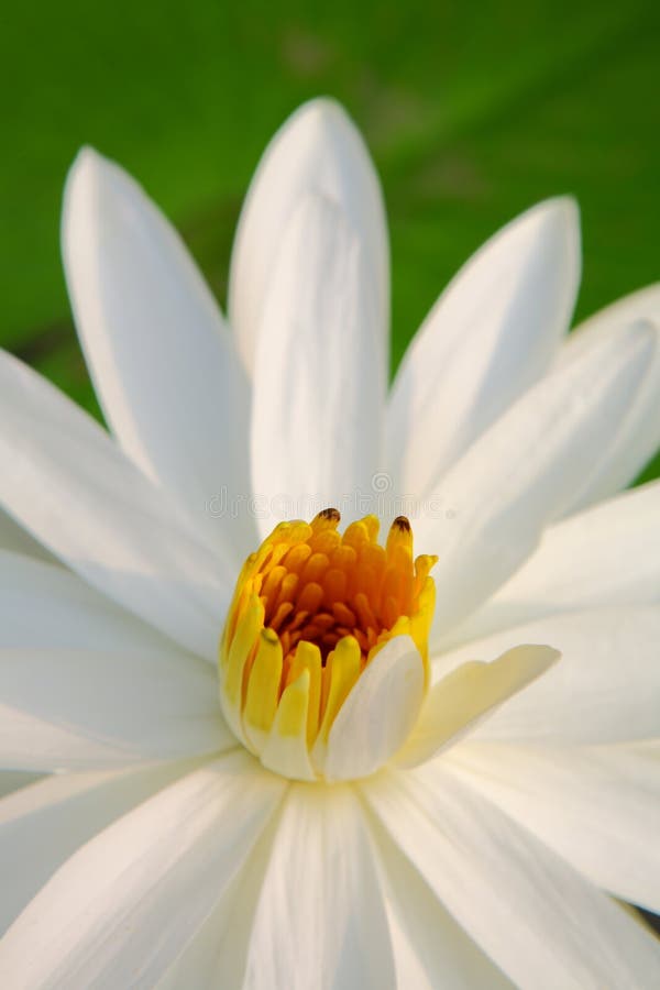 White Lotus close up stock image. Image of beauty, flower - 61158951