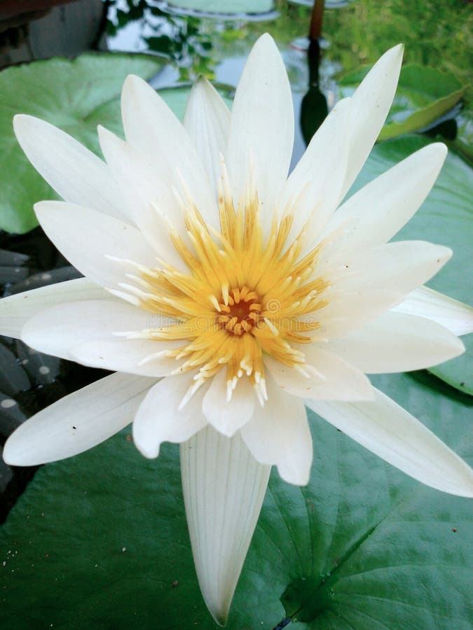 White Lotus stock image. Image of flower, lotuscloseup - 52126691