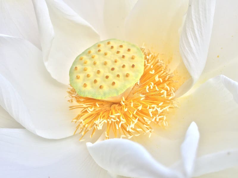 White lotus stock image. Image of thailand, white, closeup - 83173743