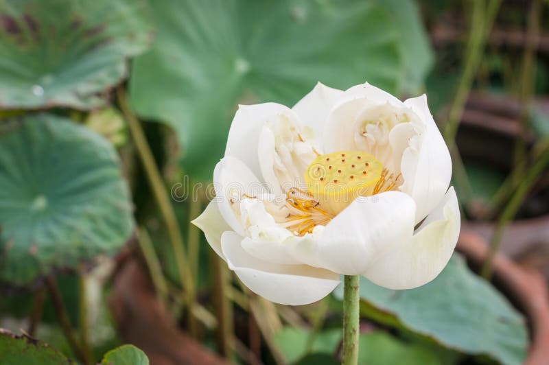 White Lotus Closeup stock image. Image of nature, agriculture - 37958235
