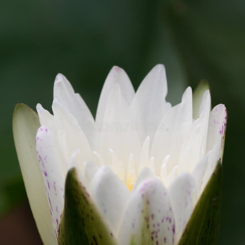 White lotus flower stock photo. Image of blossom, green - 87968506