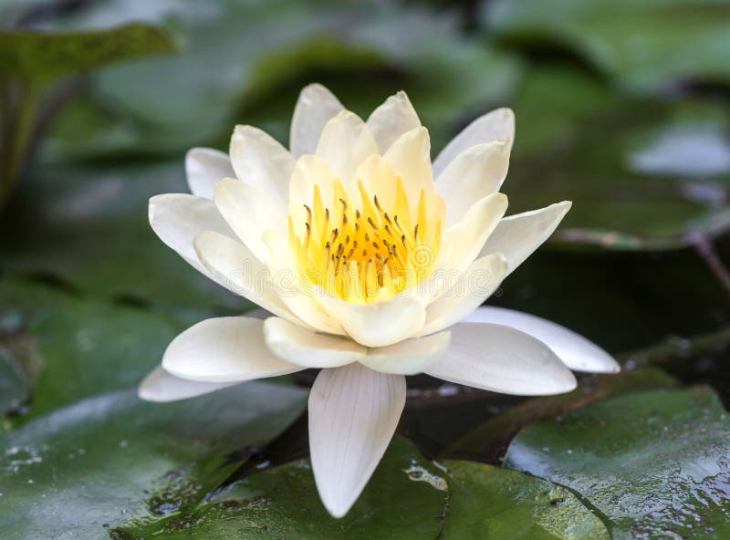 White lotus flower stock photo. Image of abstract, bloom - 97180578