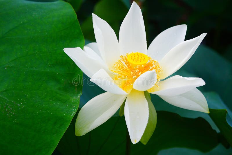 White Touch Me Not Flower Picture. Image: 115774012