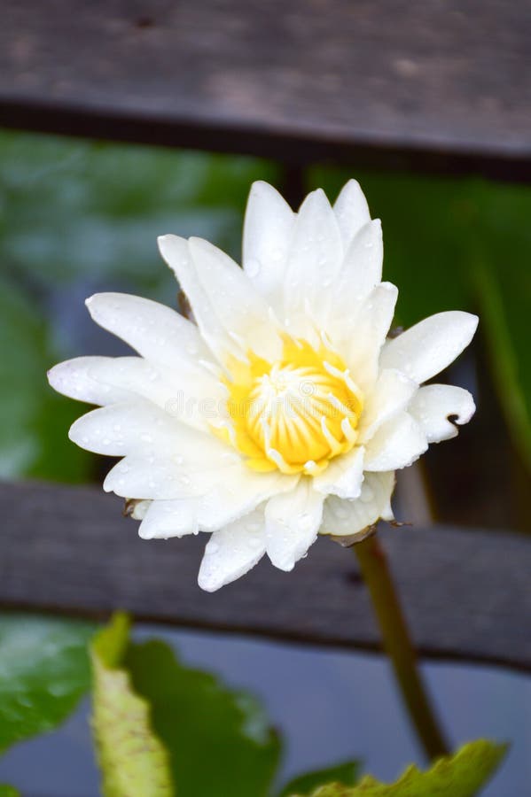 White lotus flower stock image. Image of petal, green - 70768879