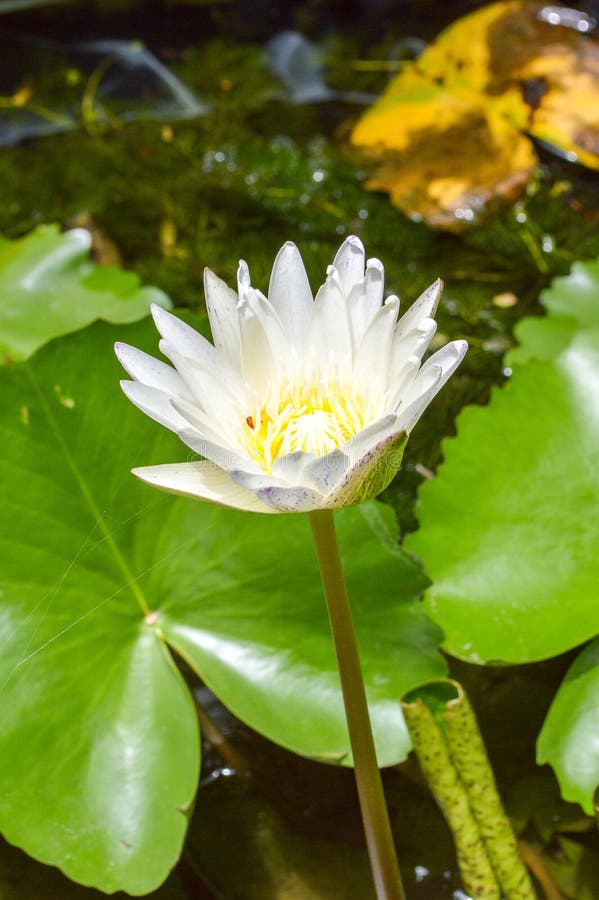 White Lotus Flower in Fish Pond Stock Image - Image of green, white ...