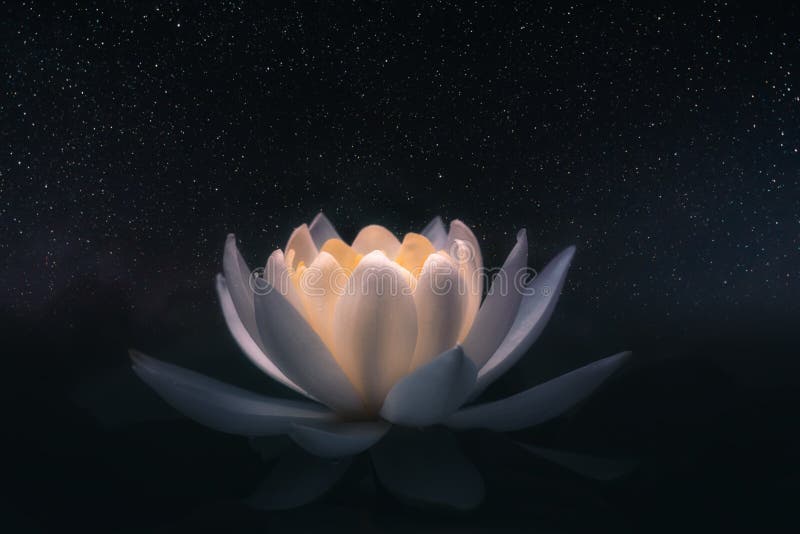 White Lotus Flower at Night with Stars Stock Photo - Image of ...