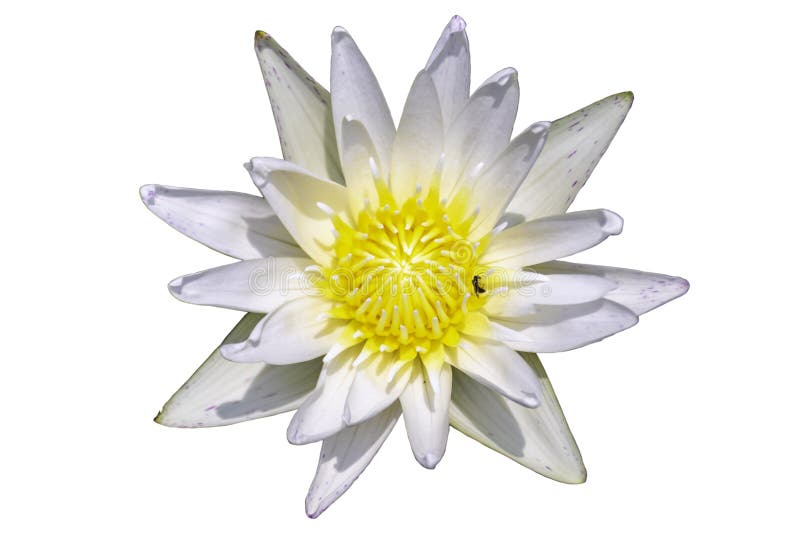 1,135 Lotus Insects Stock Photos - Free & Royalty-Free Stock Photos ...