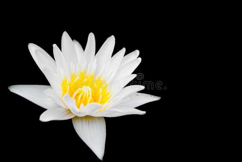 White lotus flower stock image. Image of green, elegance - 45217817