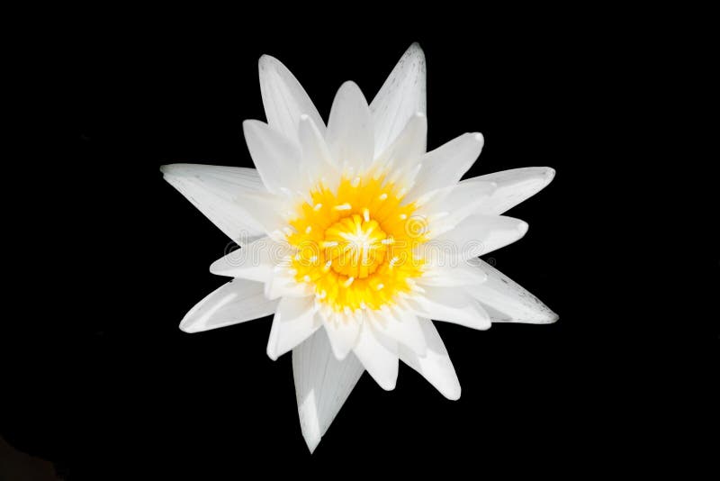 White lotus flower stock image. Image of blooming, yellow - 45217843