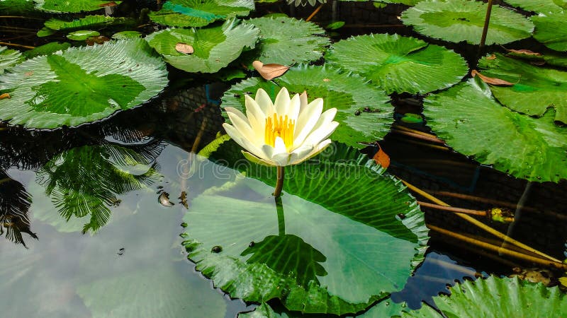White lotus stock photo. Image of water, natural, lotus - 73858856
