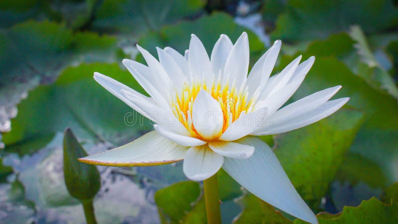 White Lotus Flower stock image. Image of pond, fish, garden - 79091017